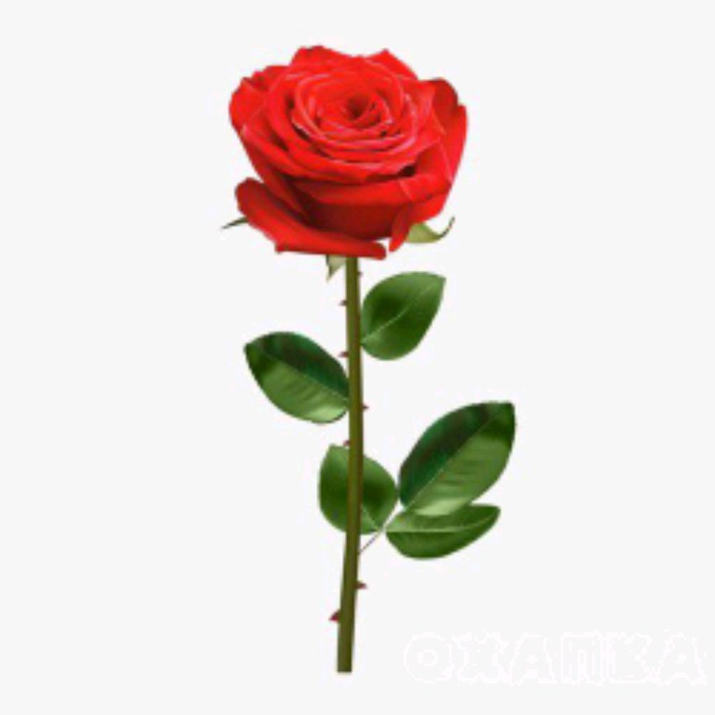 🌹Роза и Лео🌀