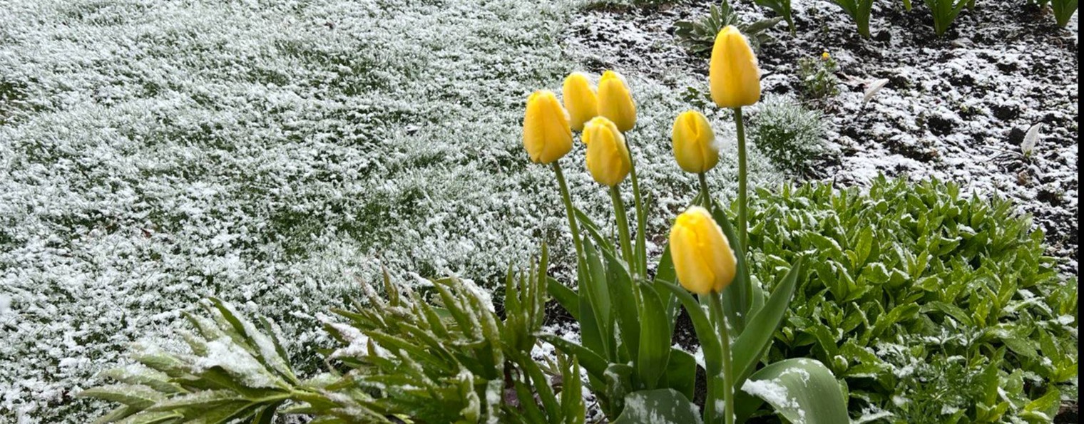 Кружок садоводства и рукоделия