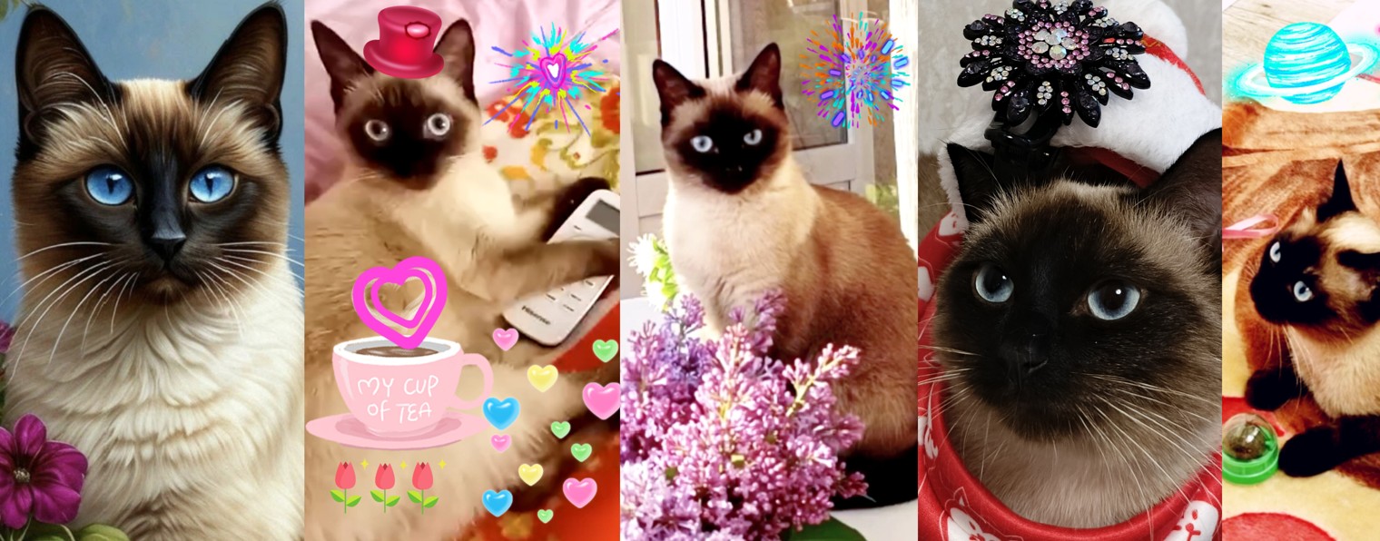 ✨КоТеНоК🐱 с УлИцЫ-💖счастье в доме