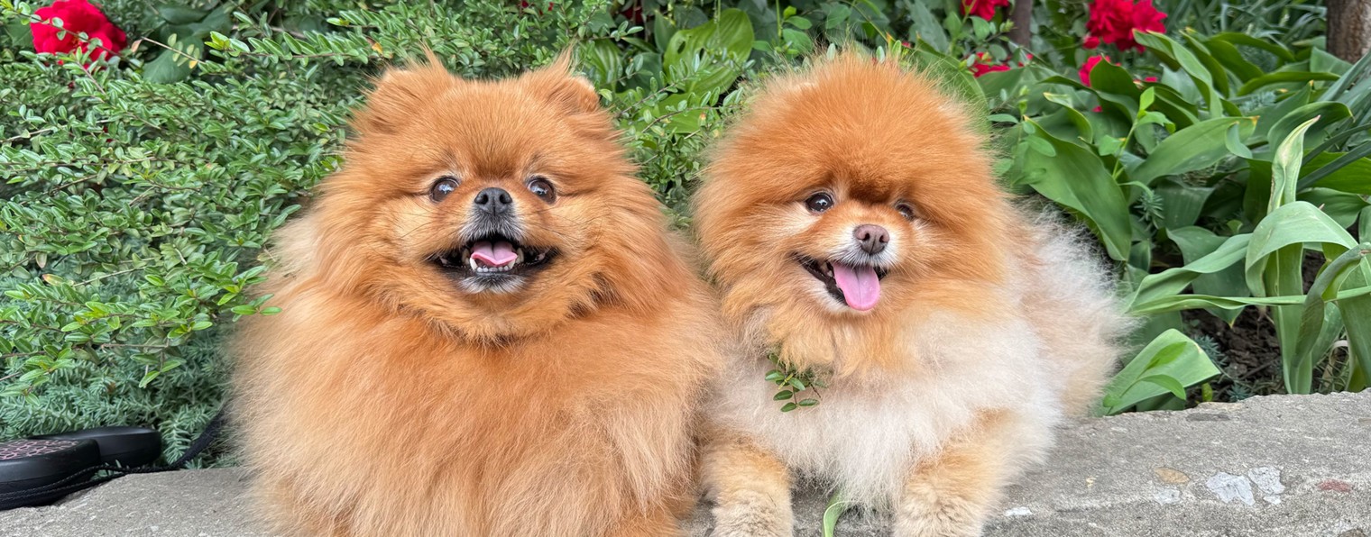 Мария Сушлякова / Шпиц Бэлла / Шпиц Оливия