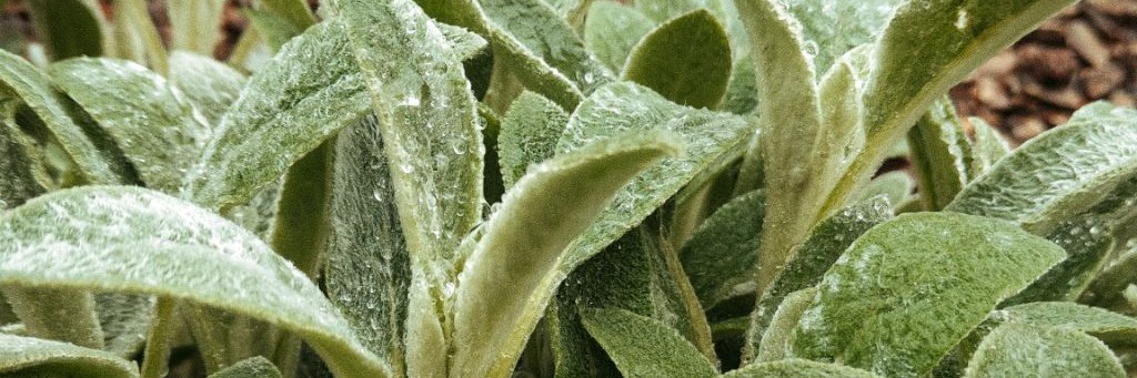 4 дачи Татарстан💚 Марина в саду