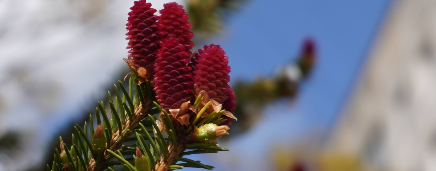 Олег Стрюков