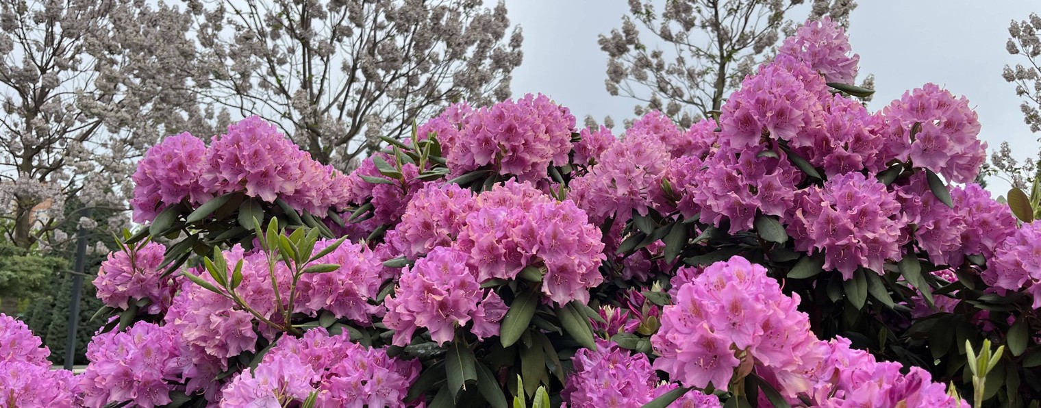 В парке Галицкого Краснодар