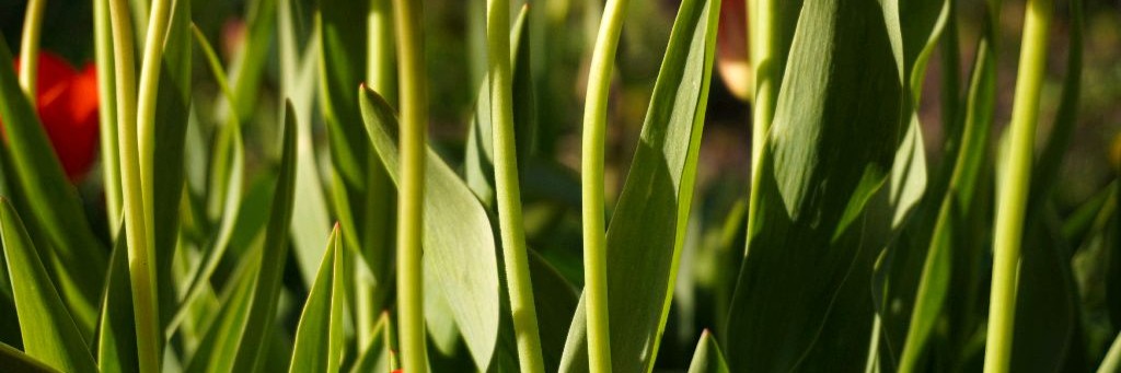 |Фотография|