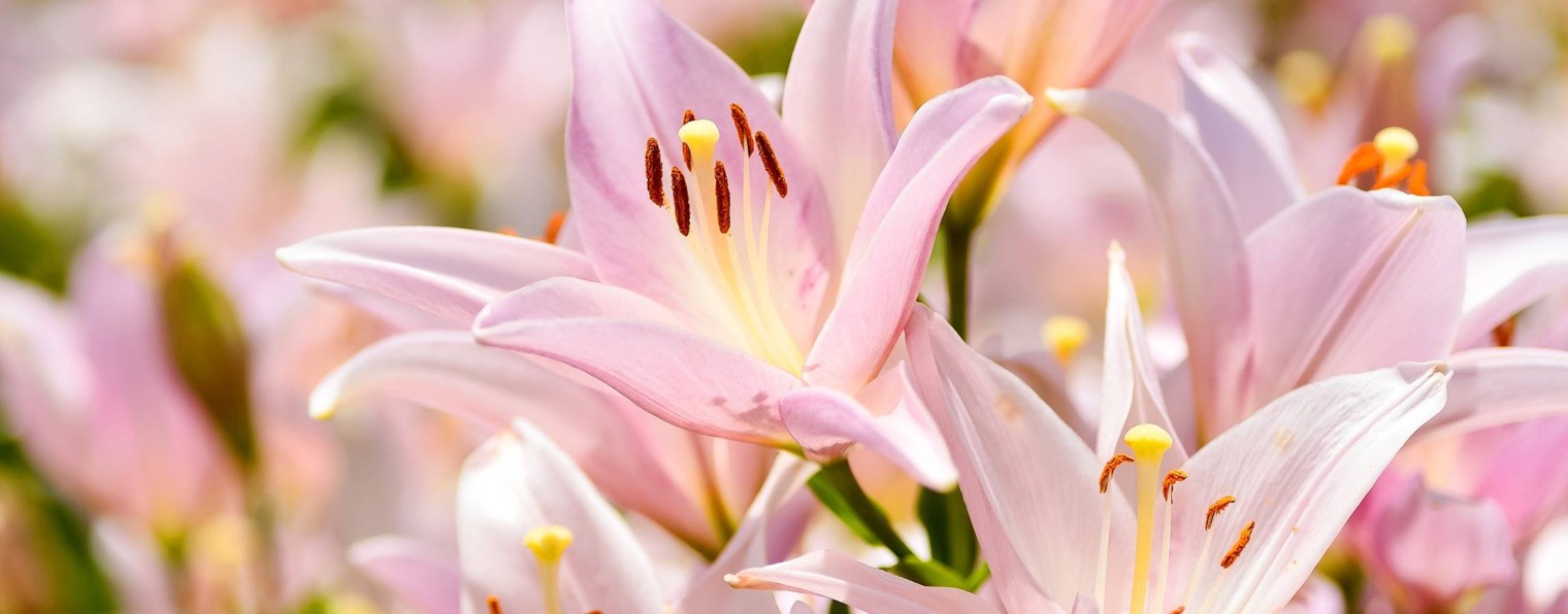 Цветы с Любовью