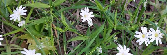 БАБУШКА ЧИТАЕТ