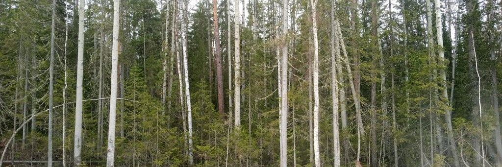 Валерий Александров