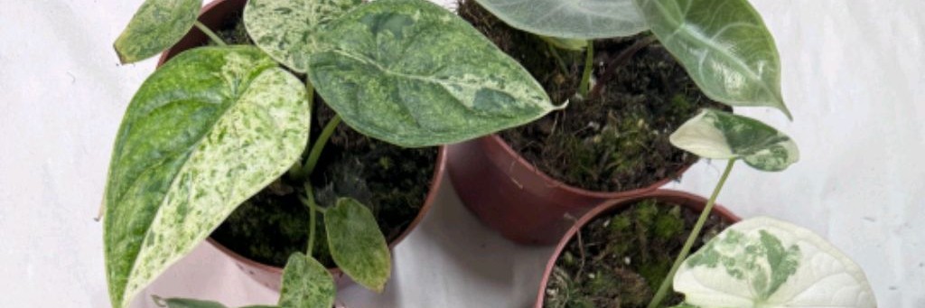 ФлораБум Комнатные Растения