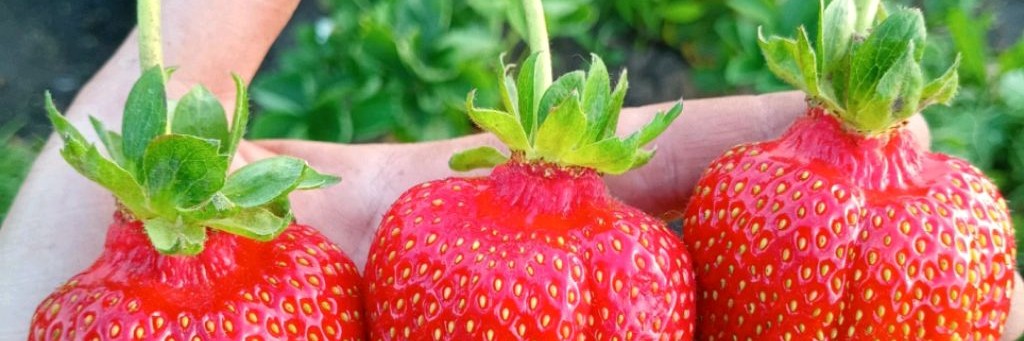 Клубничный Огородик🍓