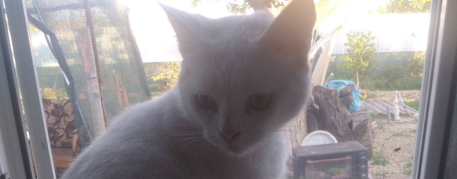 Приют Жизнь Жывотних ❤️