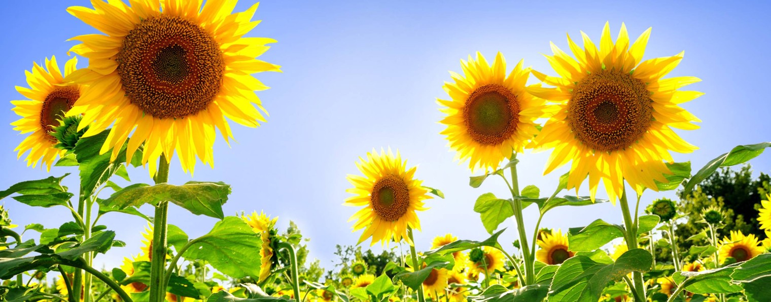 АТМОСФЕРА У НАТАЛИИ