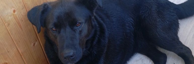 Дрессировка и трюки с собаками