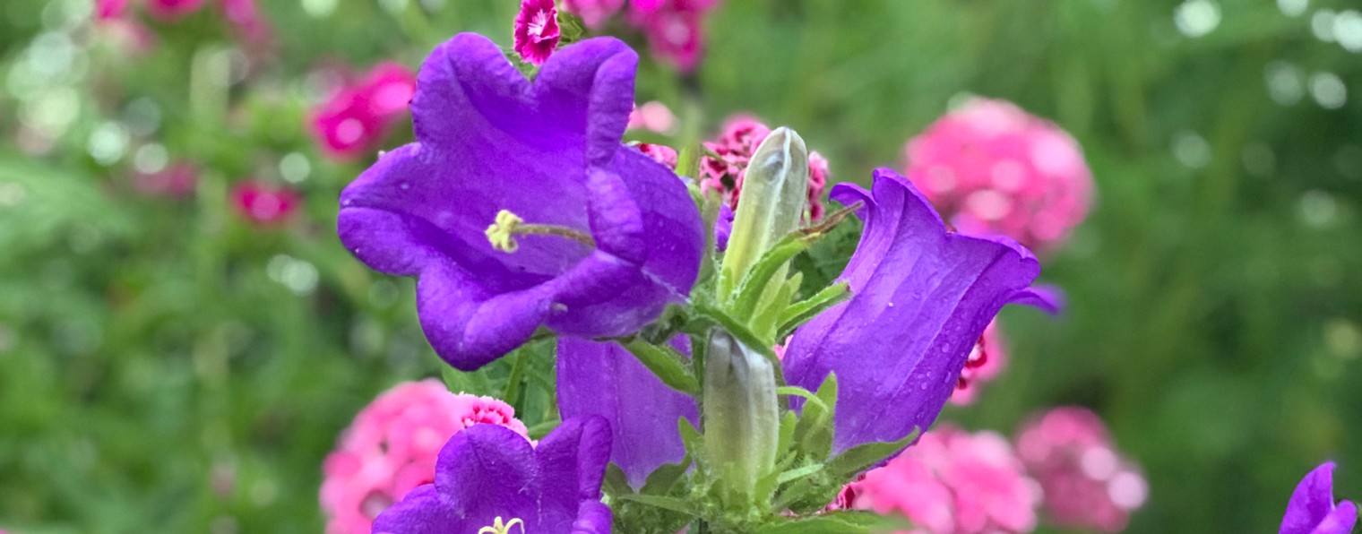 Виктория Трофимова