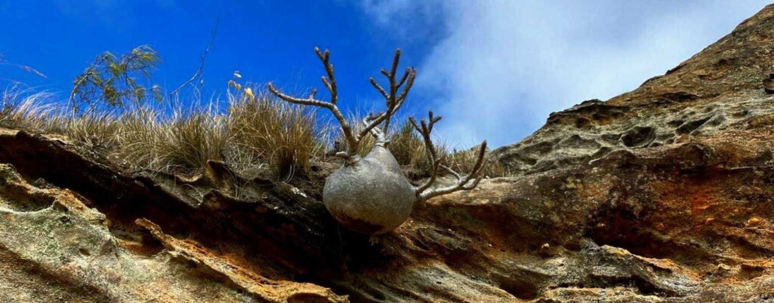 Дикие путешествия