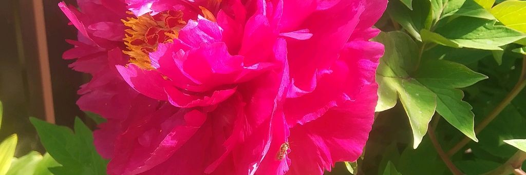 Настроение жизни