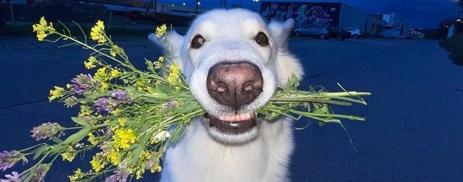 Лучший друг