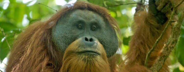 сематарий гробвщик