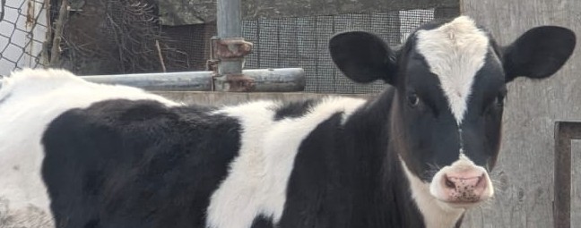 Жизнь в Деревне. Селяночка Танюша