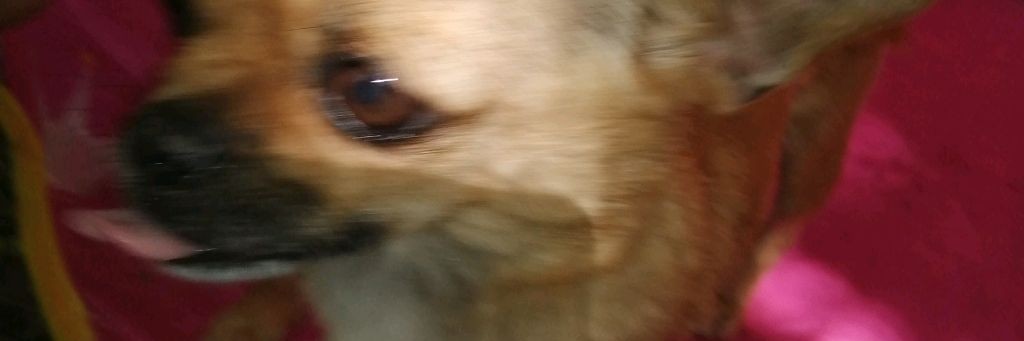 Shorts Енота 🦝