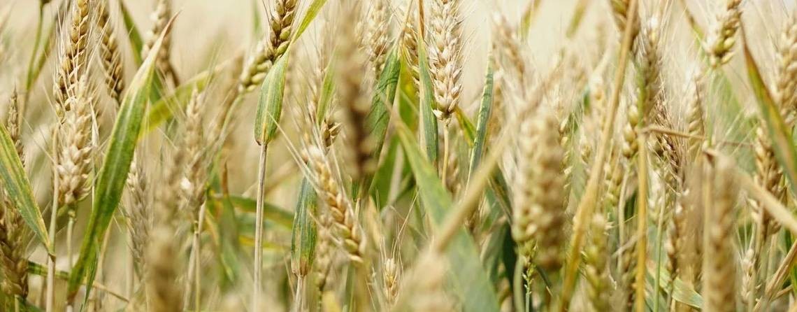 ФГБУ «Россельхозземмониторинг»