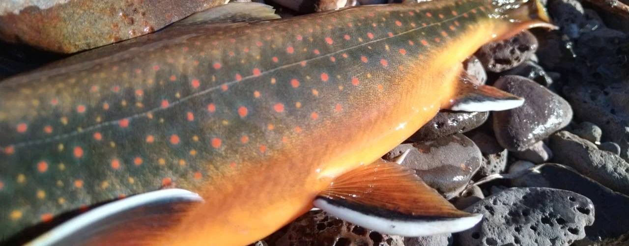 Рыбалка Веры и Анфисы