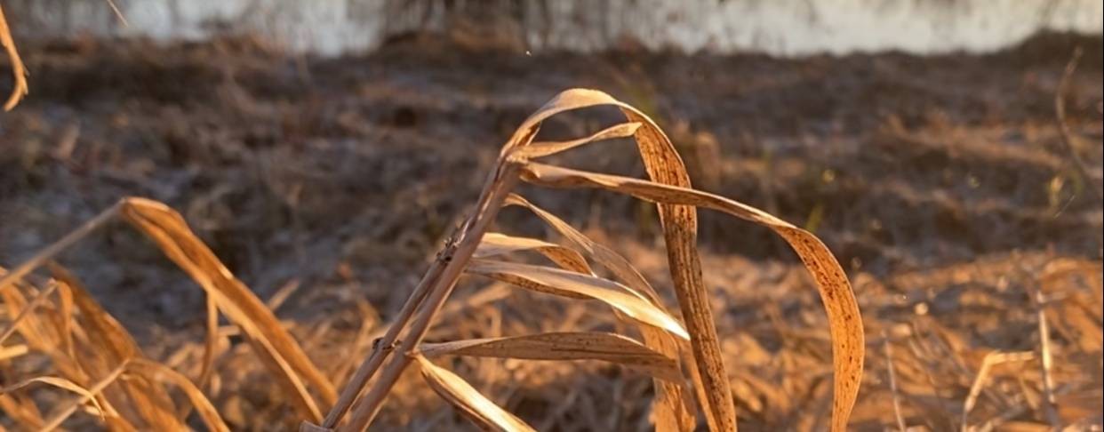 ТАЁЖНЫЕ ЗАМЕТКИ