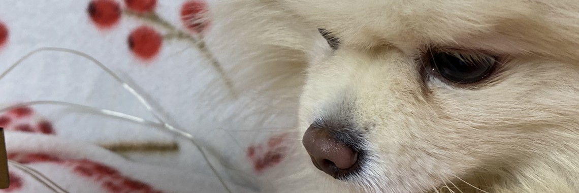 Вероника Петрова