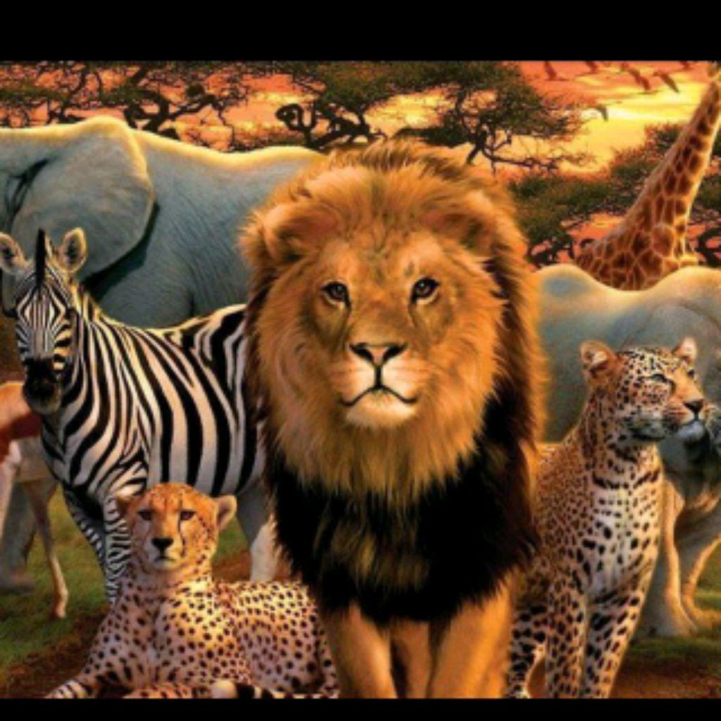 Мир Животных