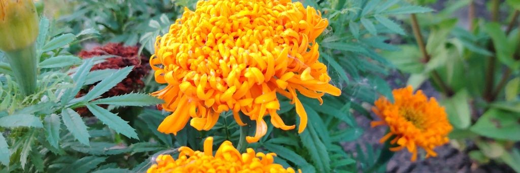 Сельская Жизнь Ирины