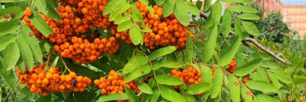 Liudmila Pra & Love India