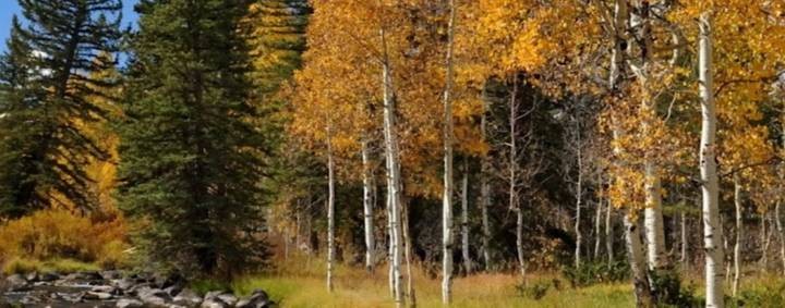 Кинокомпания «ВСЯ РОССИЯ»