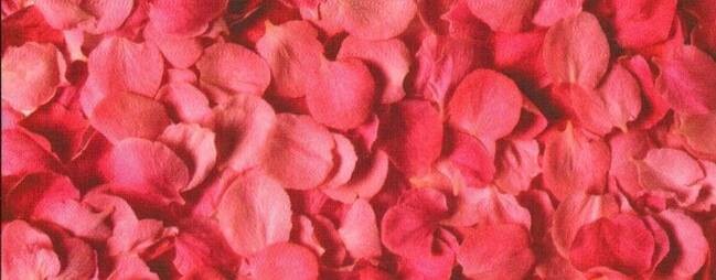 Светлана Григорьевна Васина