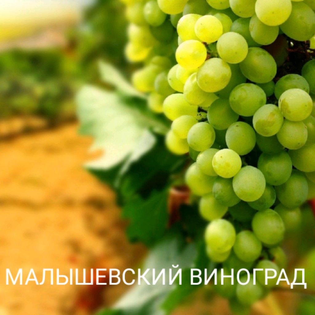 ВИНОГРАД ВОРОНЕЖА