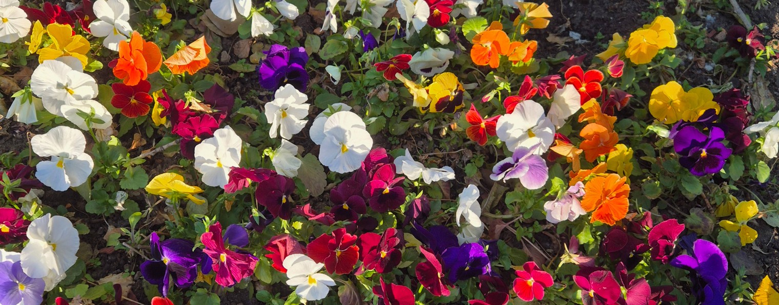 Многодетная Москвичка