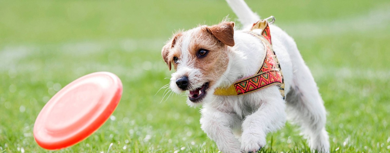 Мир Хвостатых