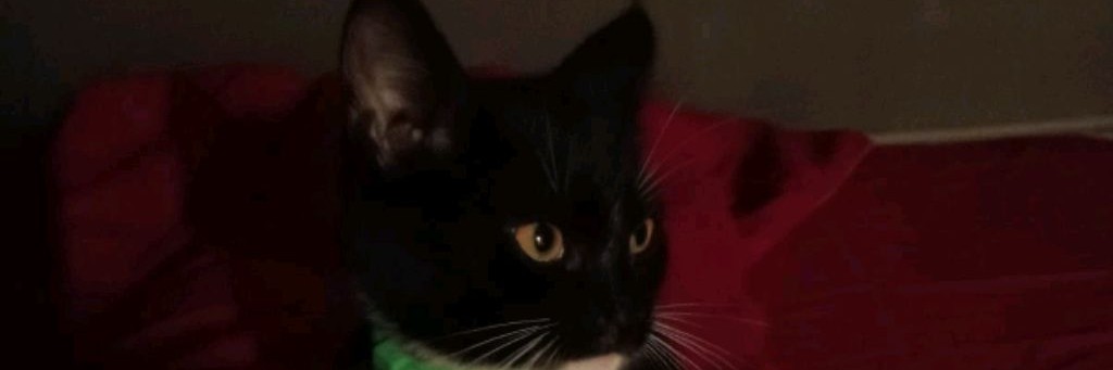 Сильвер игроман