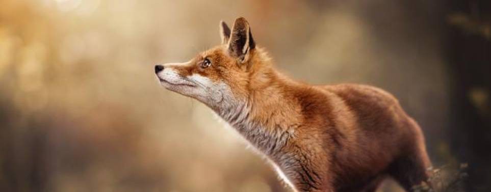 Криптография мозга