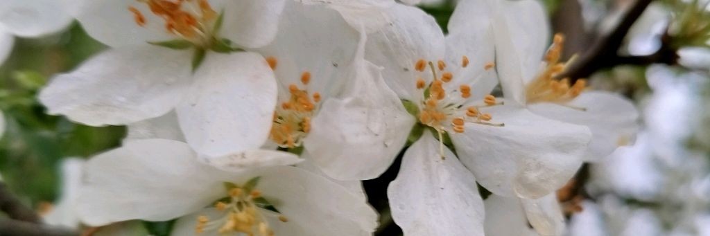 Елена Житихина. МАГИЯ ЖИЗНИ