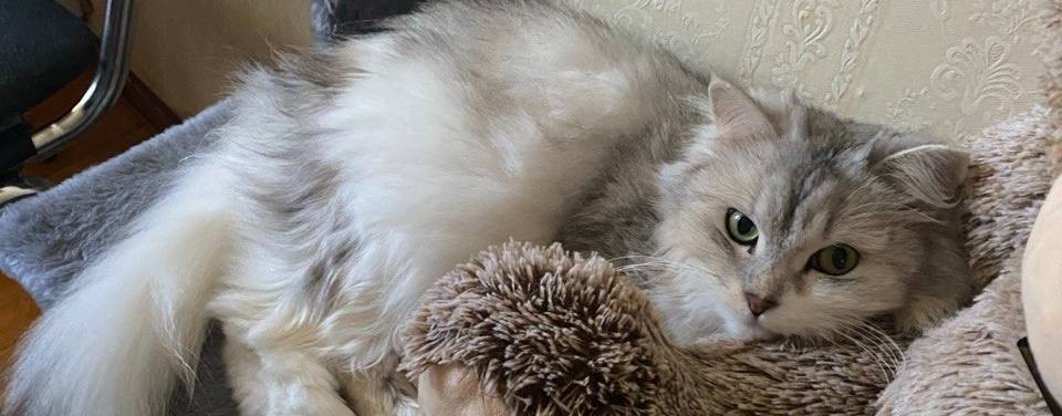 Сибирский пушистик