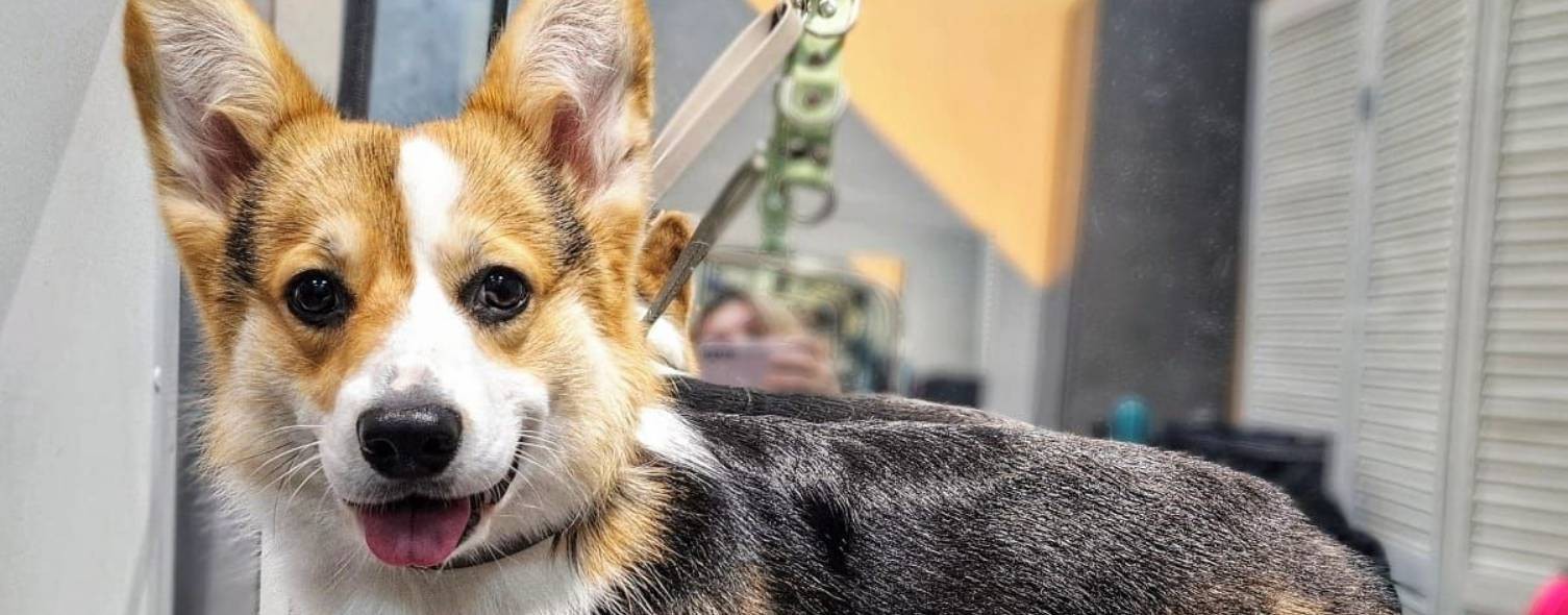 Собака улыбака