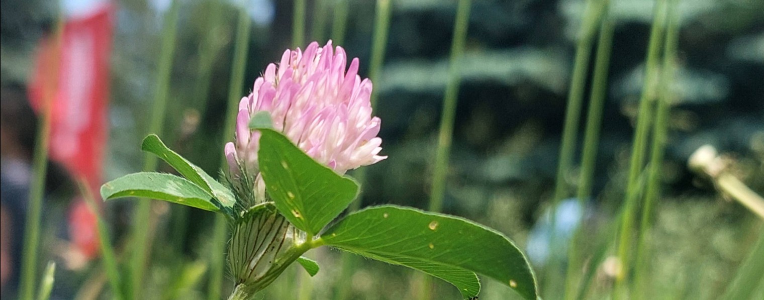 Эни Ка худеет