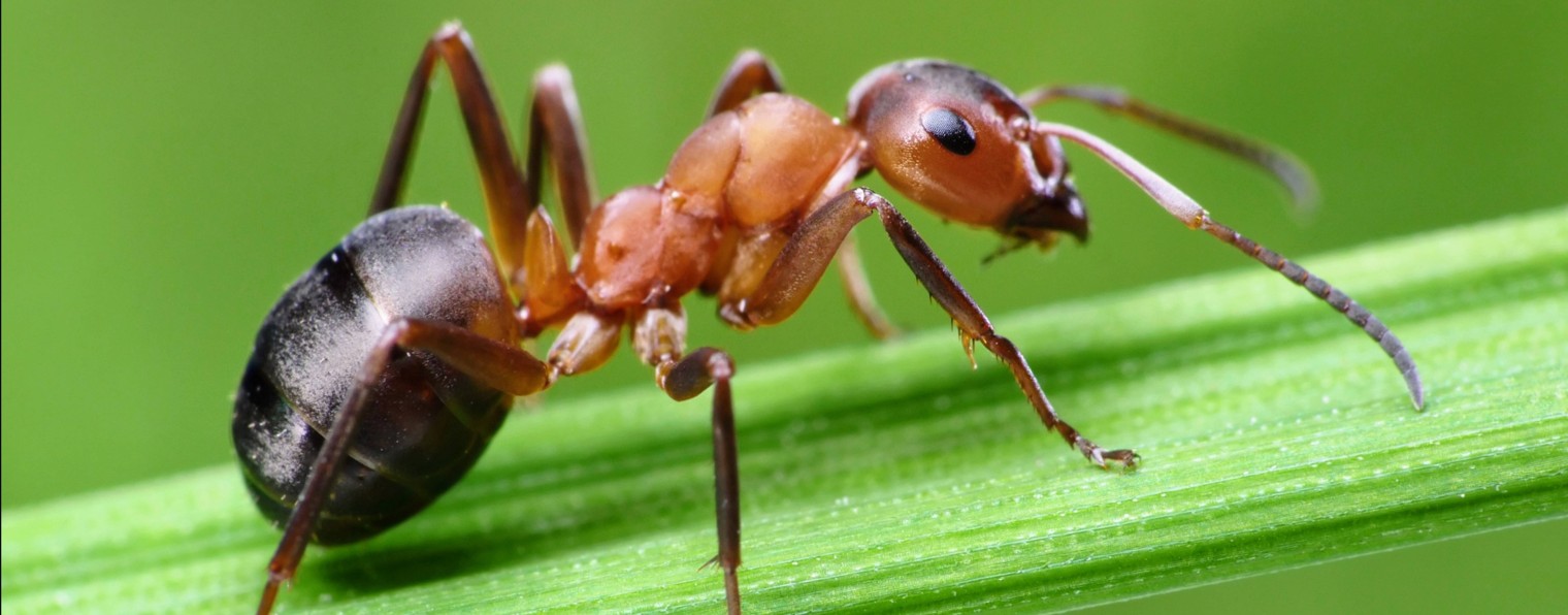 Ant