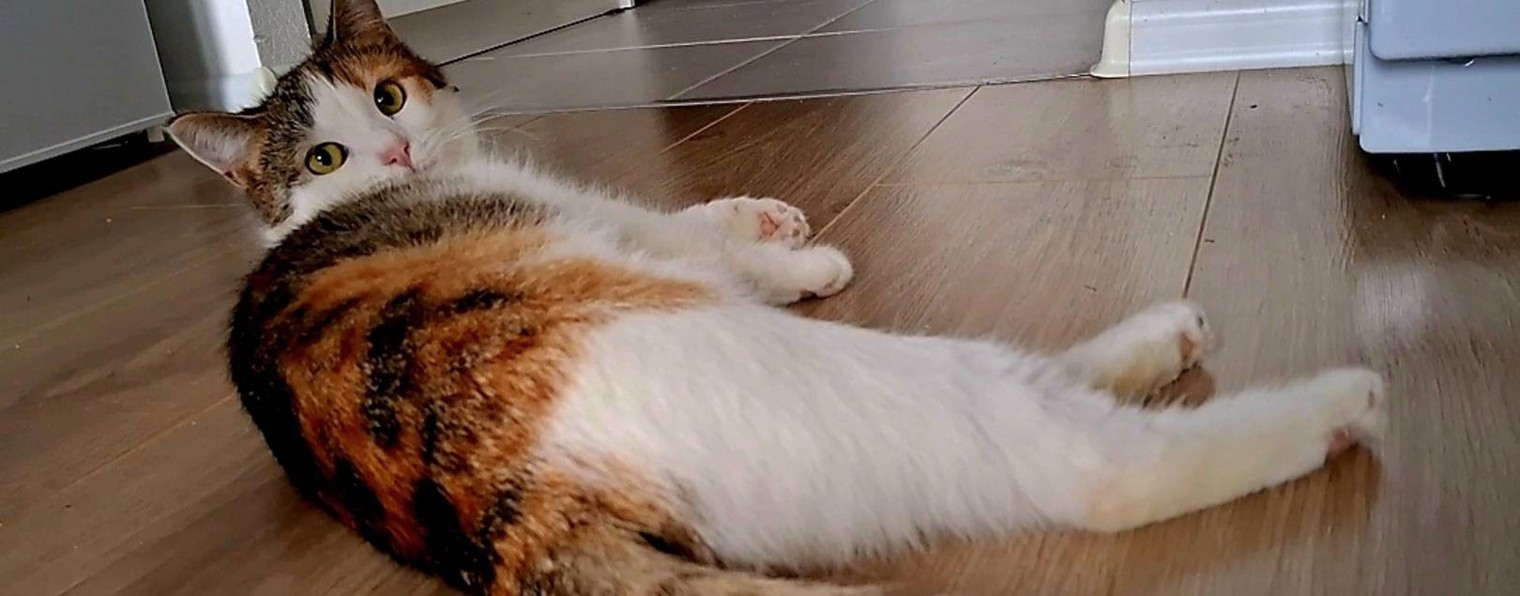 Феша Кошка и всего понемножку