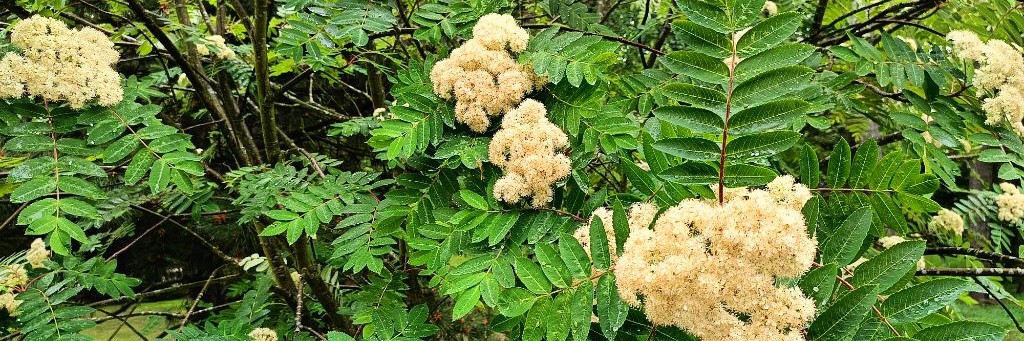 Юлиана. Мысли вслух. Рукоделие и жизнь