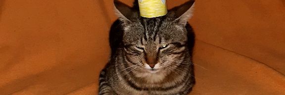 🐱КОТ МУЛЬТИК🐱