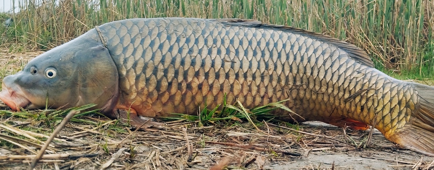 Рыбалка в Регионе 134