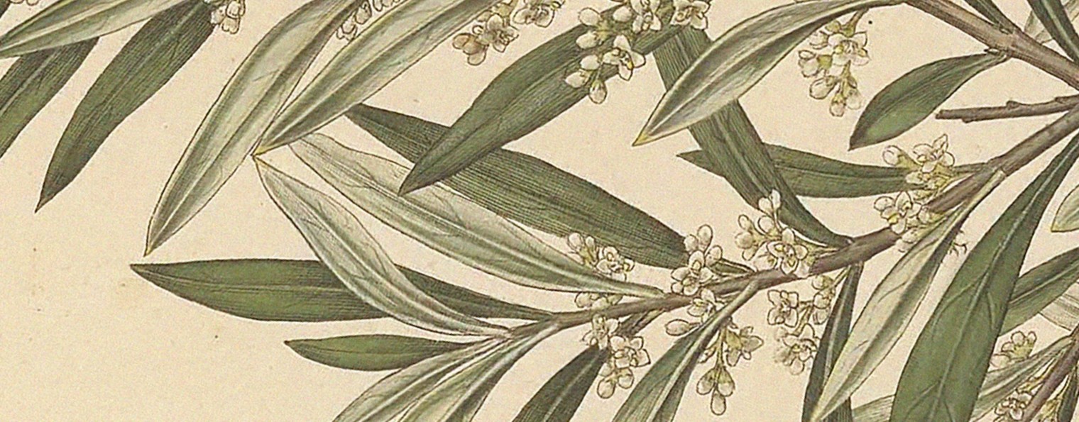 Менталитто | Клиника возрождения души