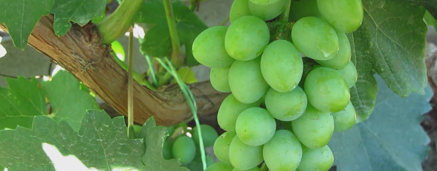 Виноградник на одной сотке