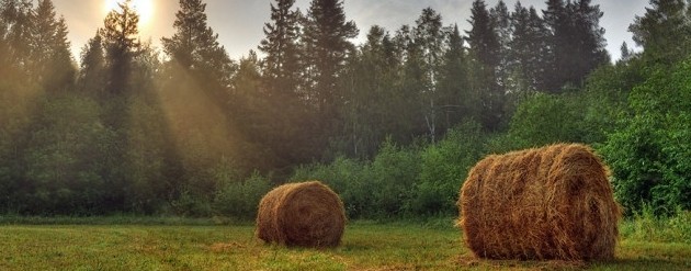 правда плюшавого