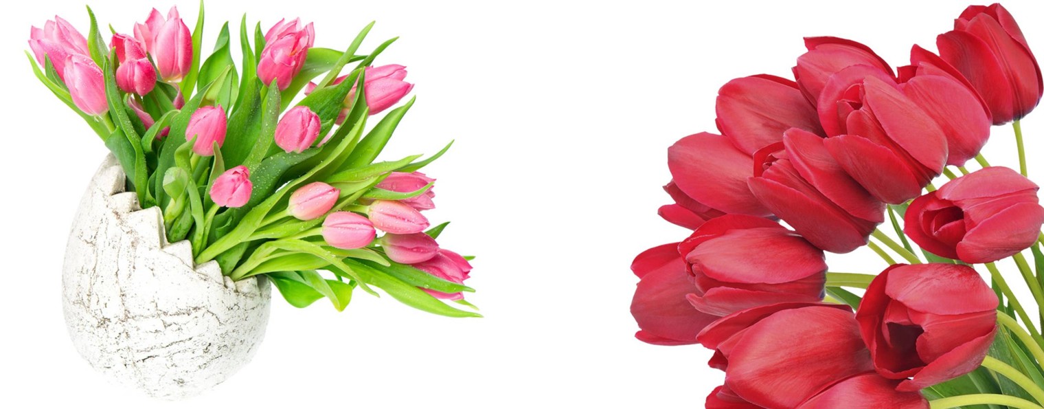 В мире животных